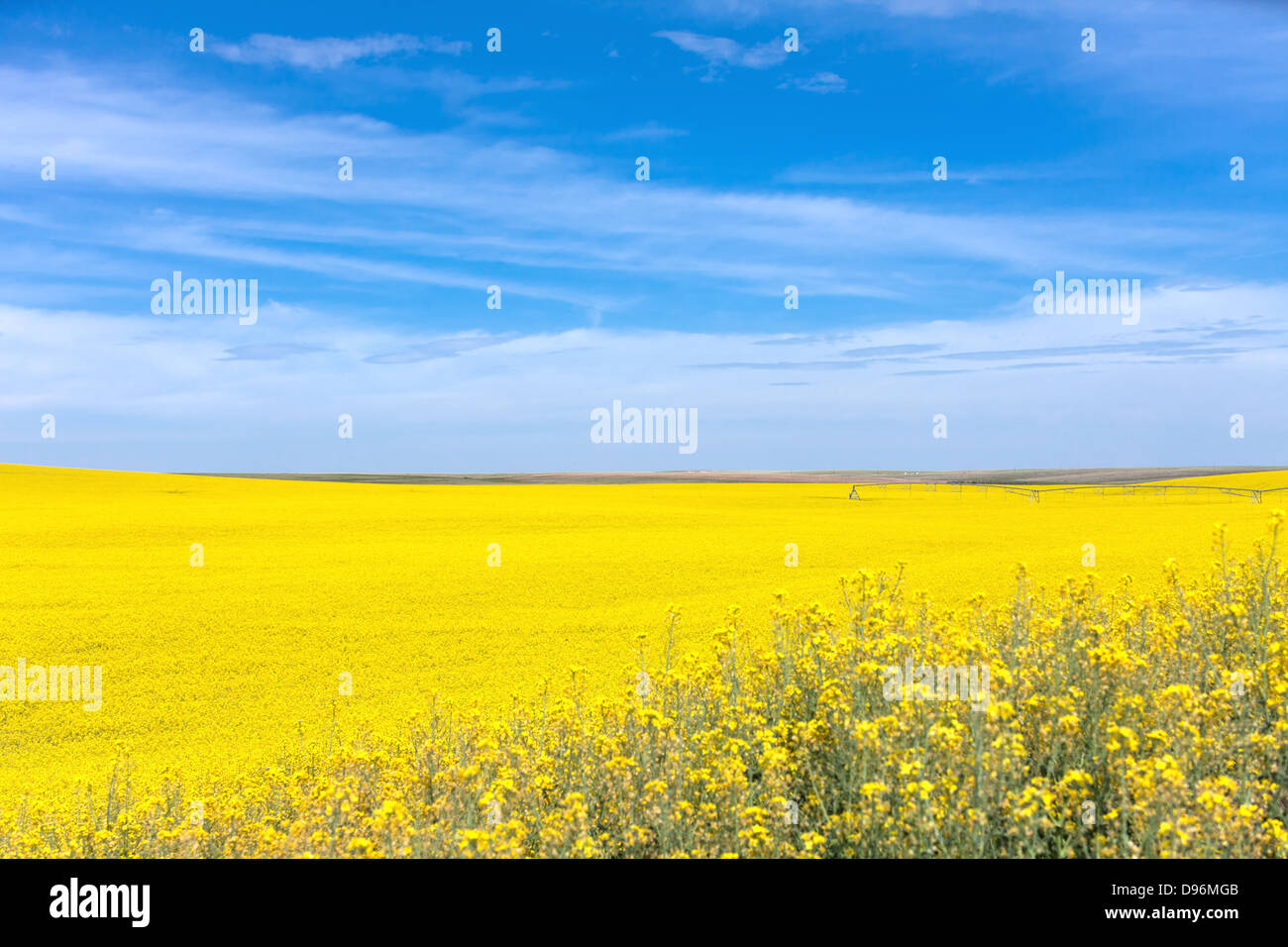 Yellow Canola Flower and blue sky in Palouse Washington State Stock ...