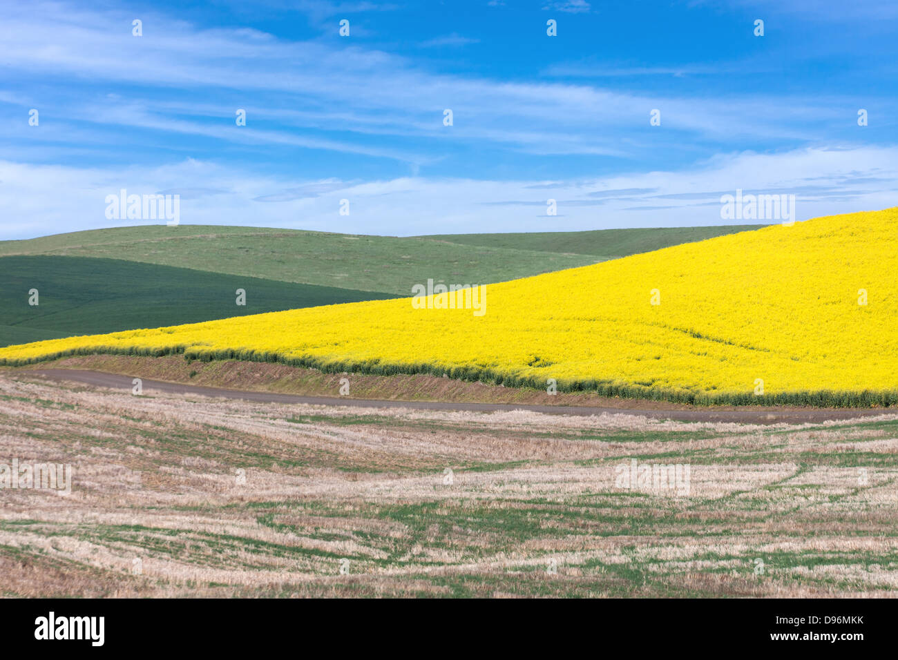 Yellow Canola Flower and blue sky in Palouse Washington State Stock ...