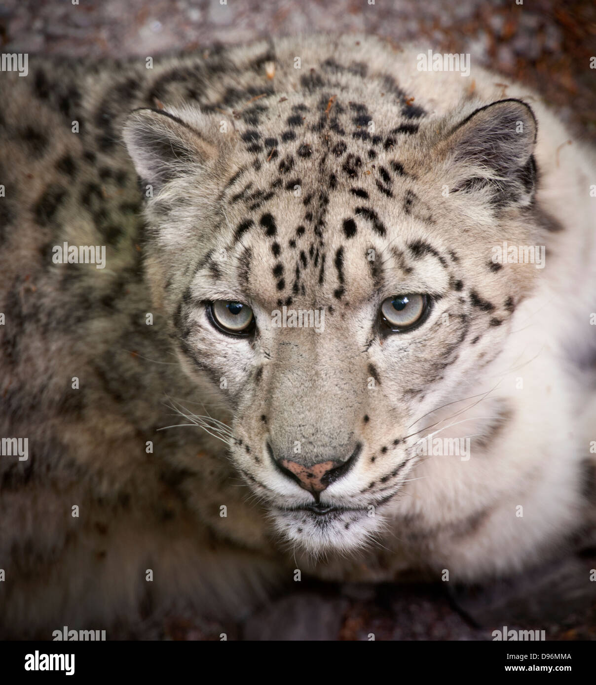 Male snow leopard looking towards camera Stock Photo - Alamy