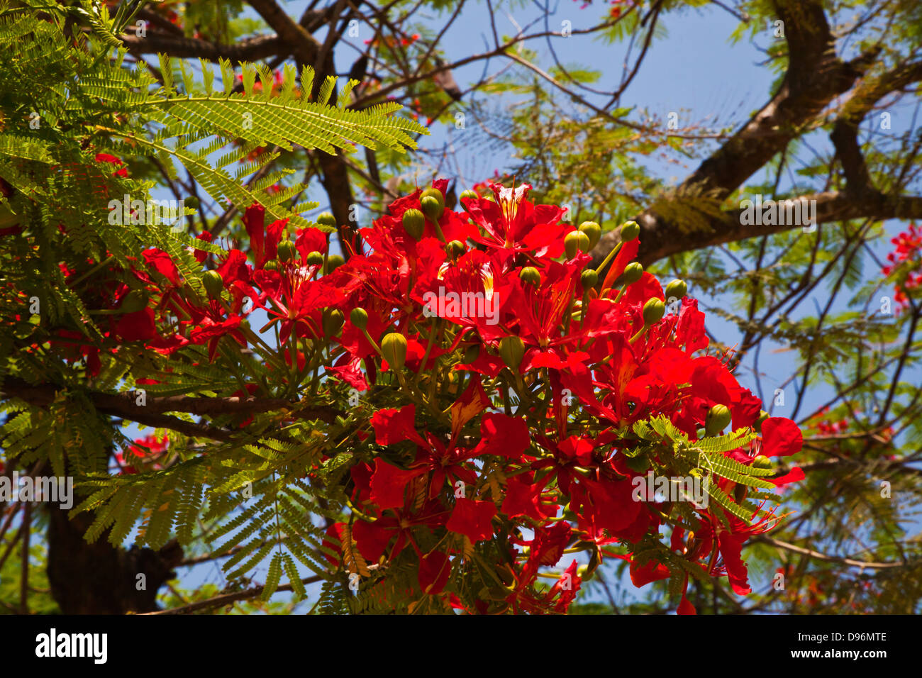 Blooms of the FIRE TREE (Myrica faya) in the town of n KENGTUNG also ...
