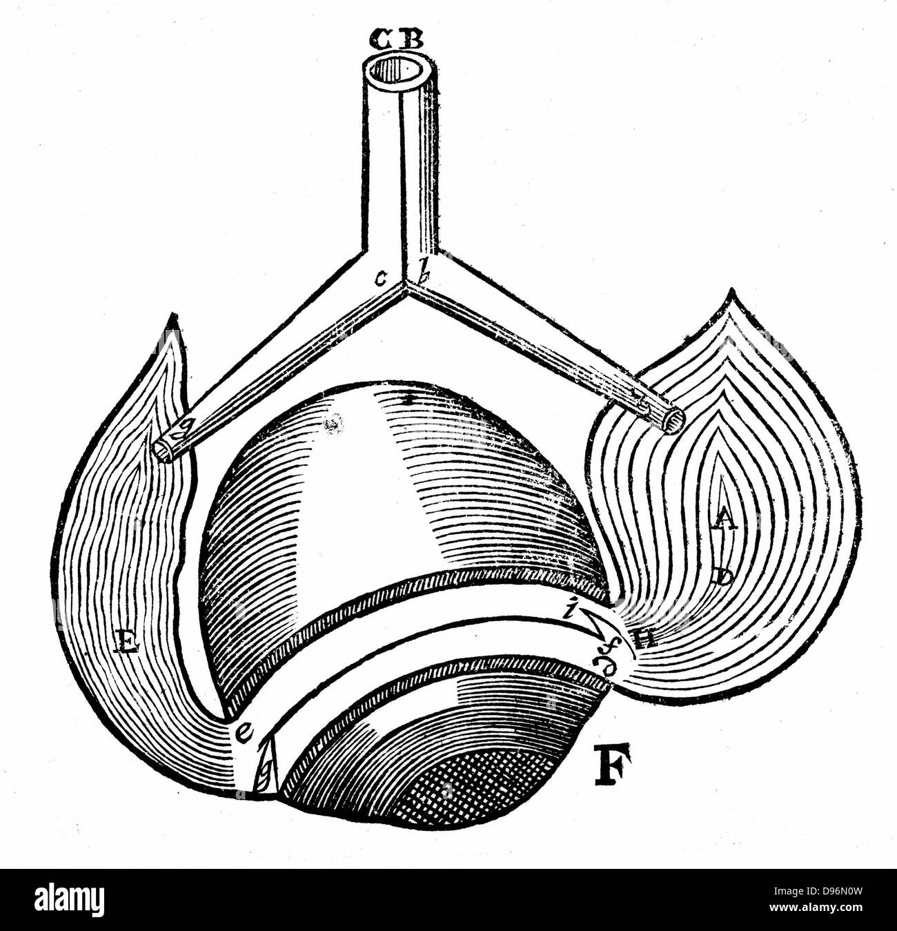 Descartes' model of the antagonistic eye muscles A,E. When E is relaxed ...