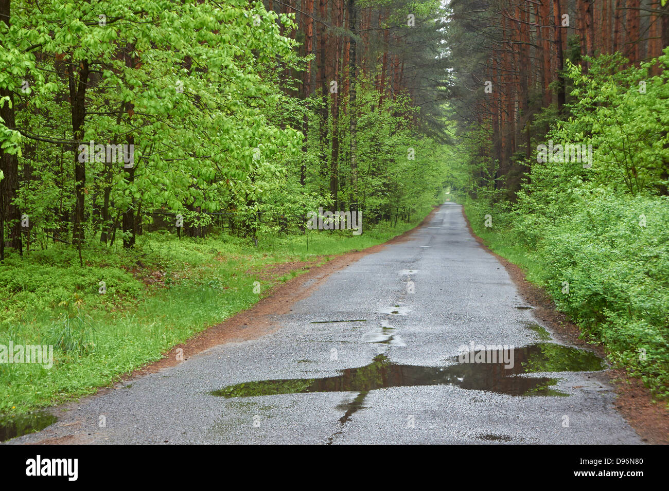 Road rain forest hi-res stock photography and images - Alamy