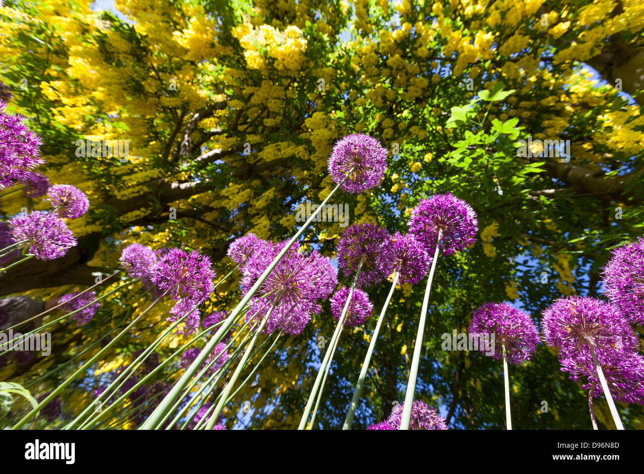 Golden chain tree hi-res stock photography and images - Alamy