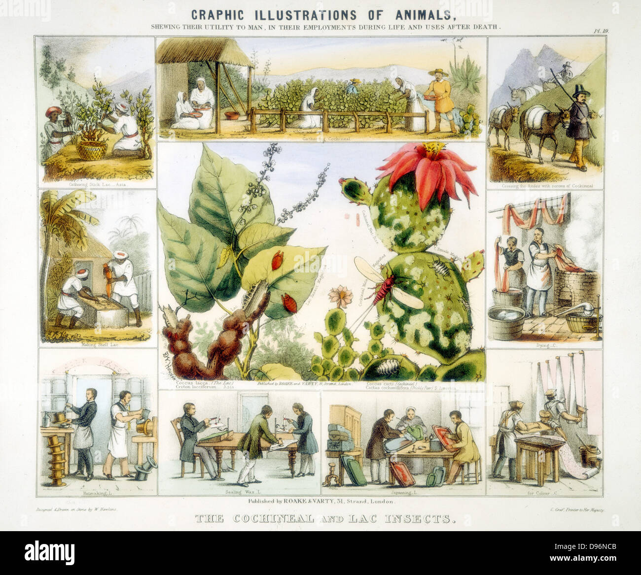 Cochineal and Lac Insects (Scale insects). Lacquer, varnish and scarlet ...