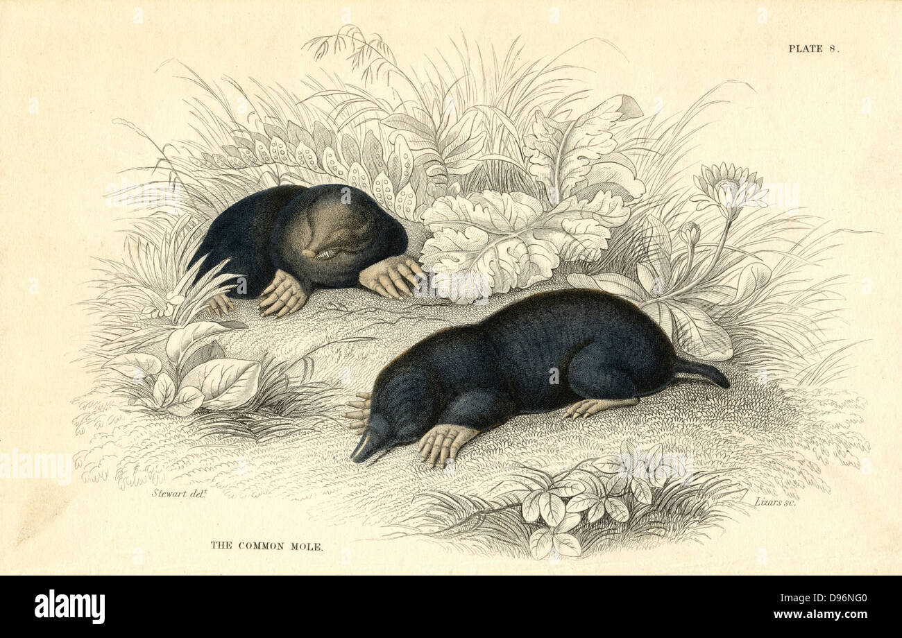 The common mole talpa europea hi-res stock photography and images - Alamy