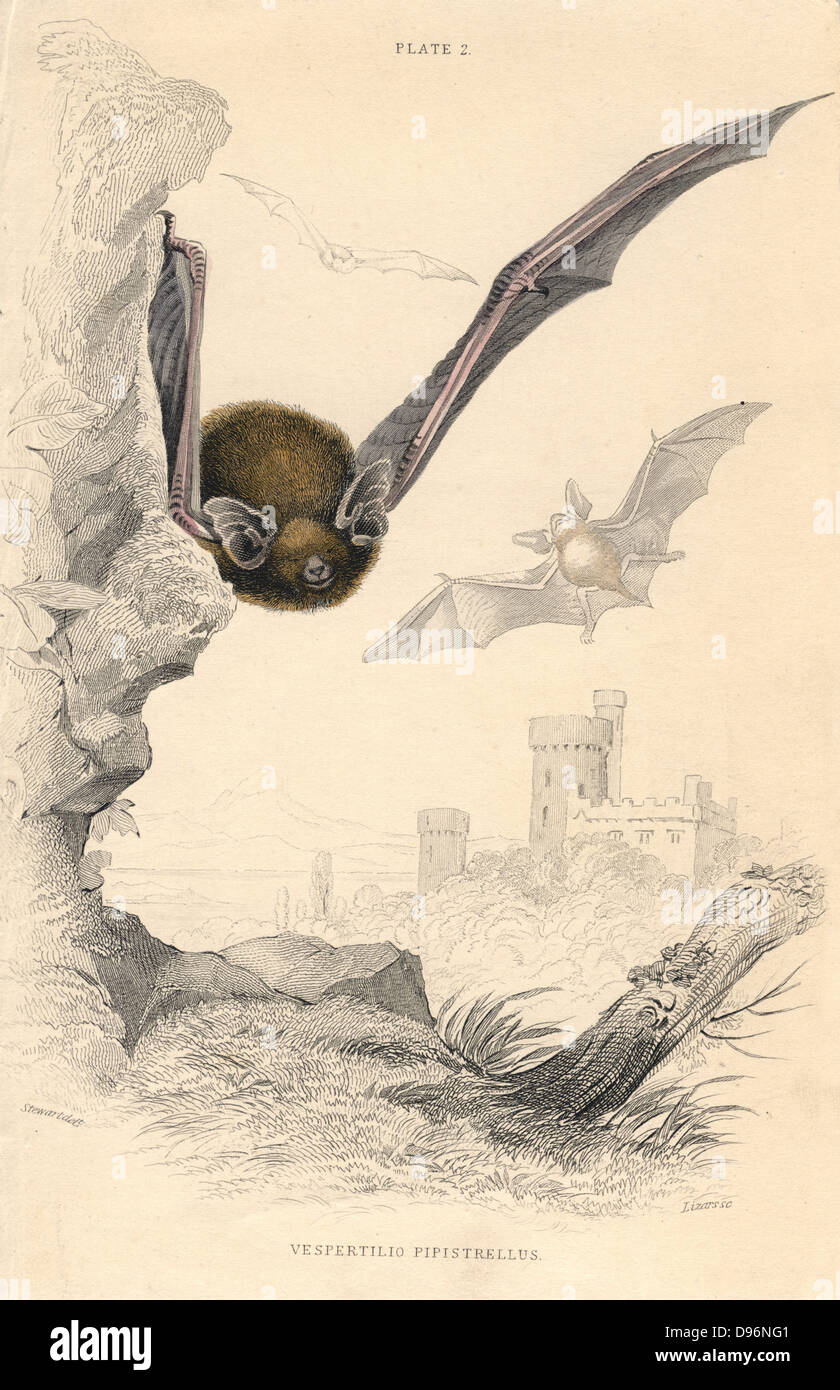 Pipistrelle Bat (Pipistrellus pipistrellus), small mouse-like flying ...