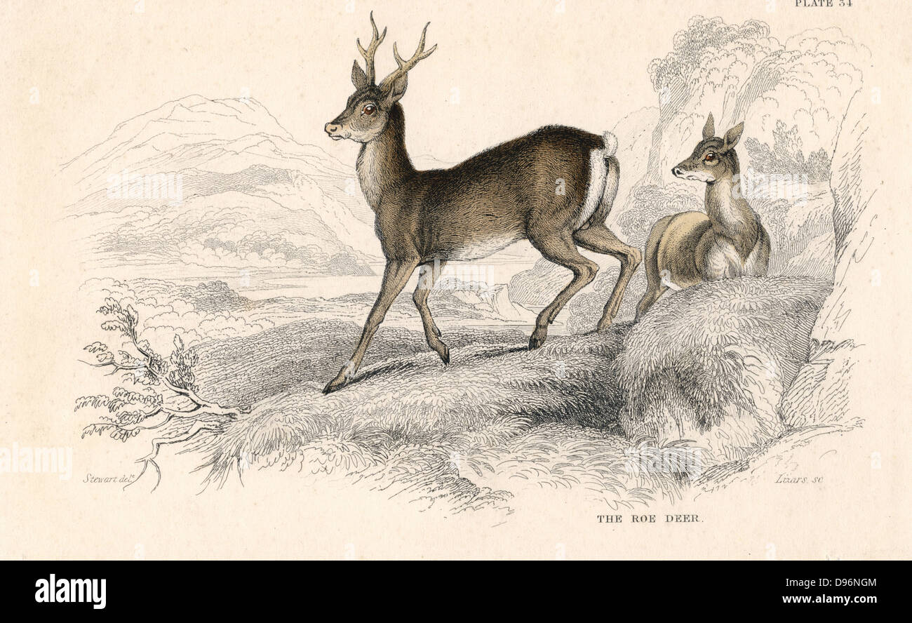 Eurasian species of deer from british quadrupeds hi-res stock ...