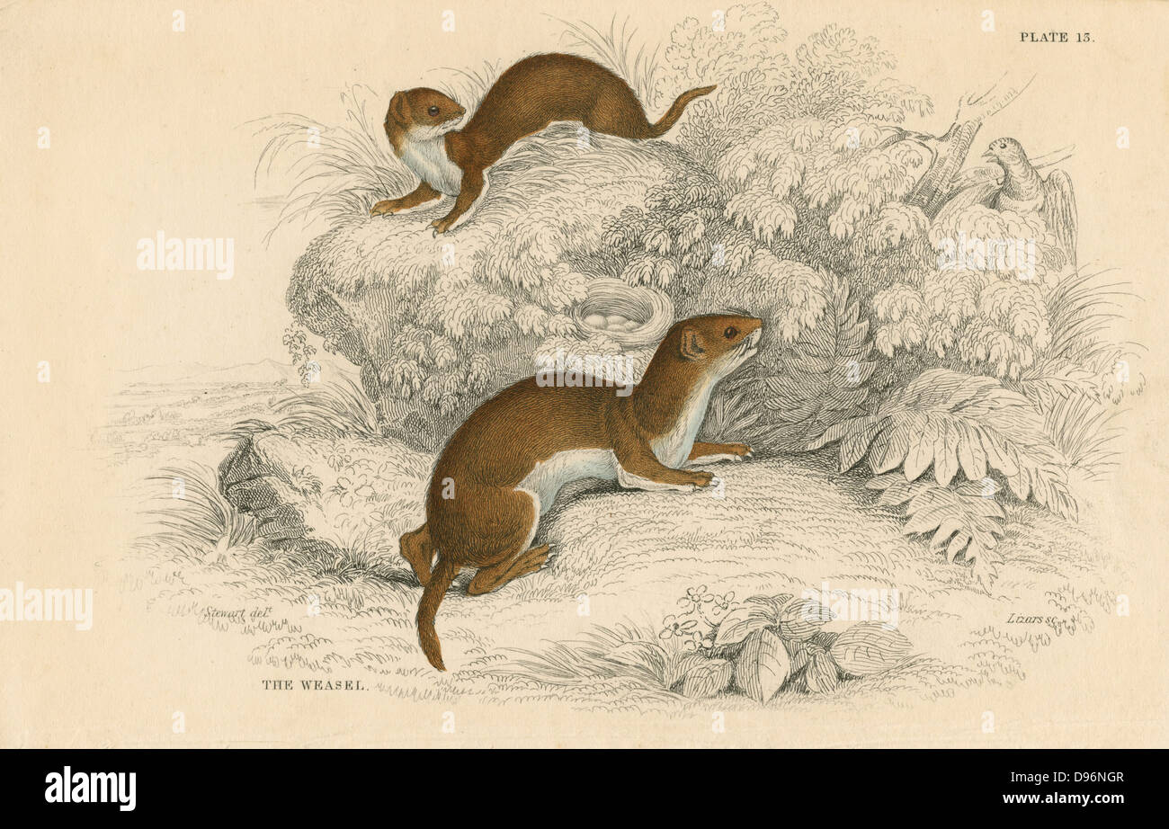 Weasel (Putorius nivalis/Mustela vulgaris) the smallest European ...