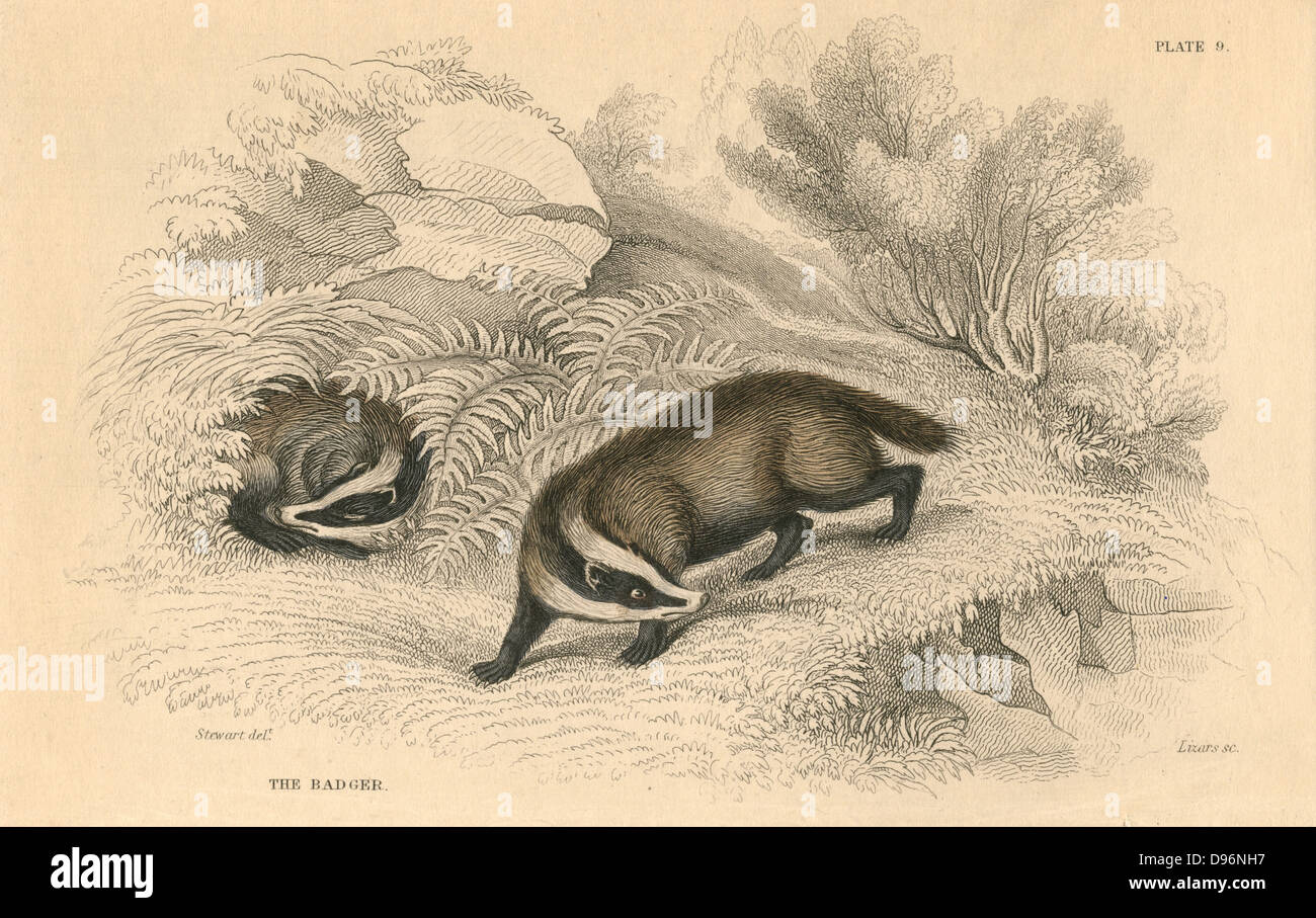 Mammal with popular english name of brock from british quadrupeds hi ...