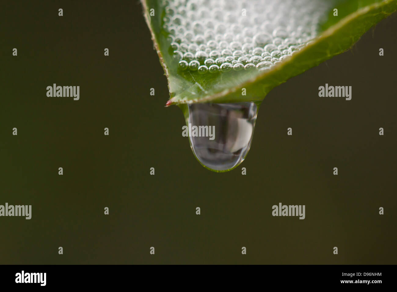 Bubble nest hi-res stock photography and images - Alamy