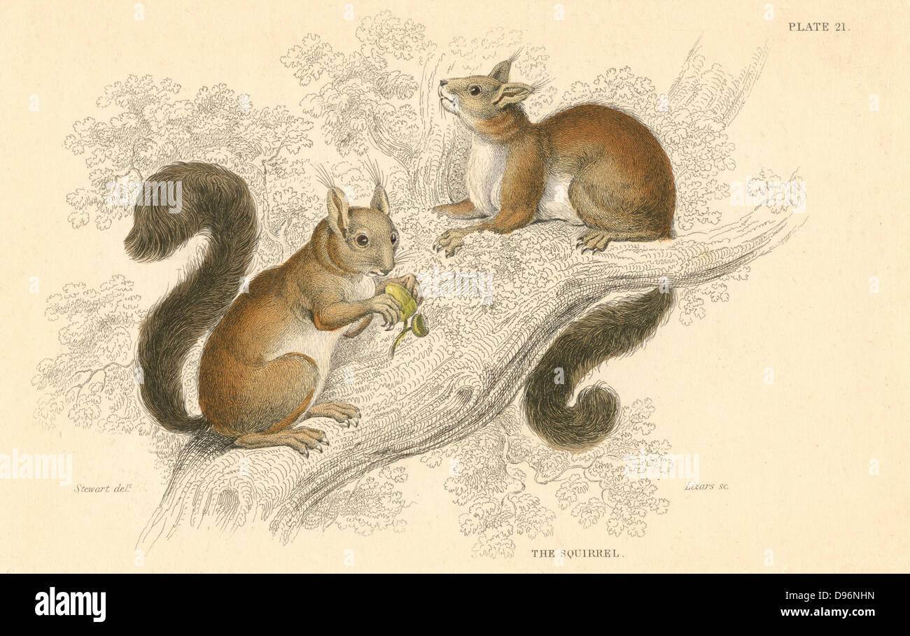 Red Squirrel (Sciurus vulgaris), tree-living rodent native to Europe ...