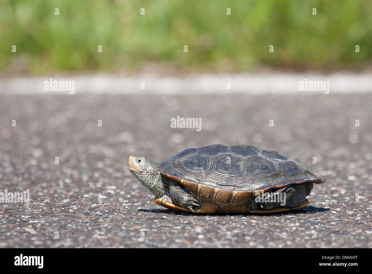 Gravid female diamondback terrapin, crossing a road to look for a ...