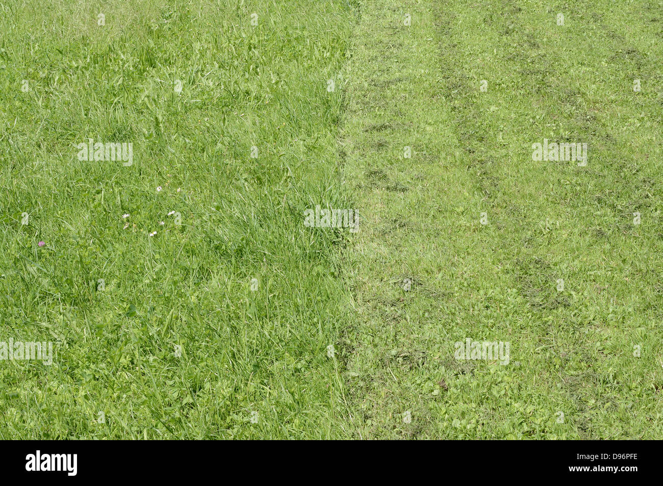 Lawn mowing grass field Stock Photo - Alamy
