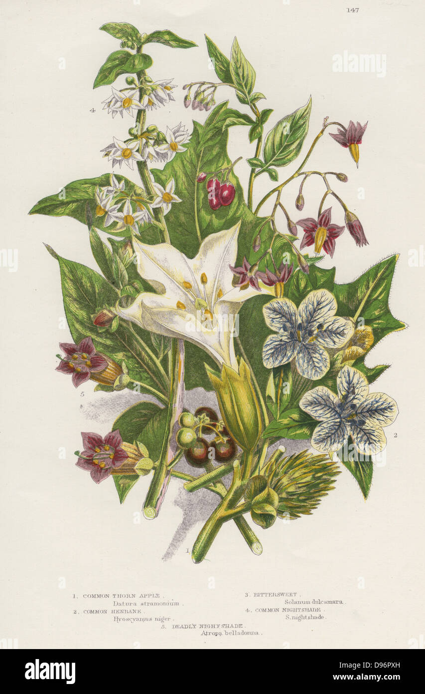 Poisonous plants. As well as the poisonous Black or Common Nightshade ...