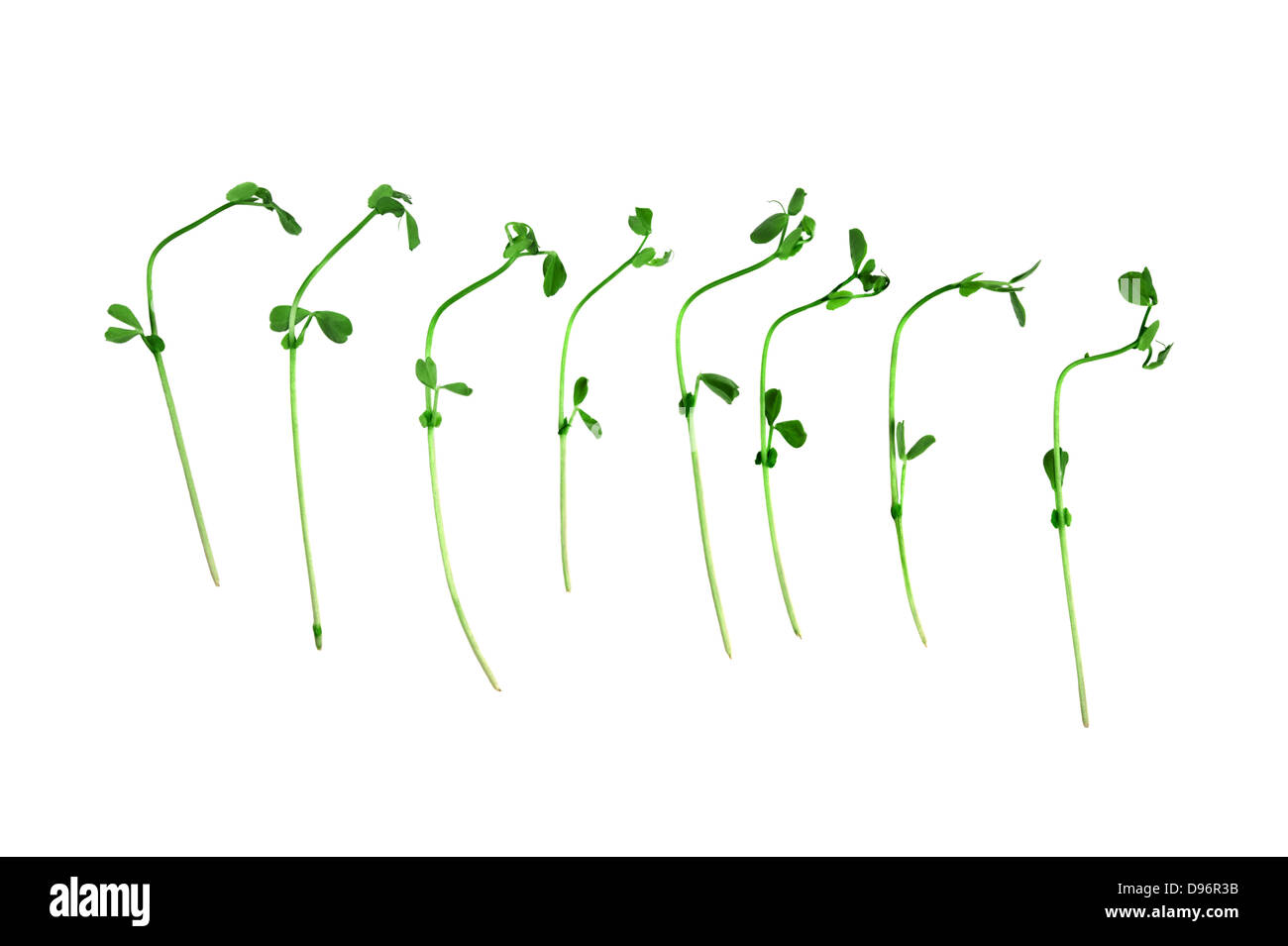 Healthy food.Snow Pea Sprouts isolated on white Stock Photo - Alamy