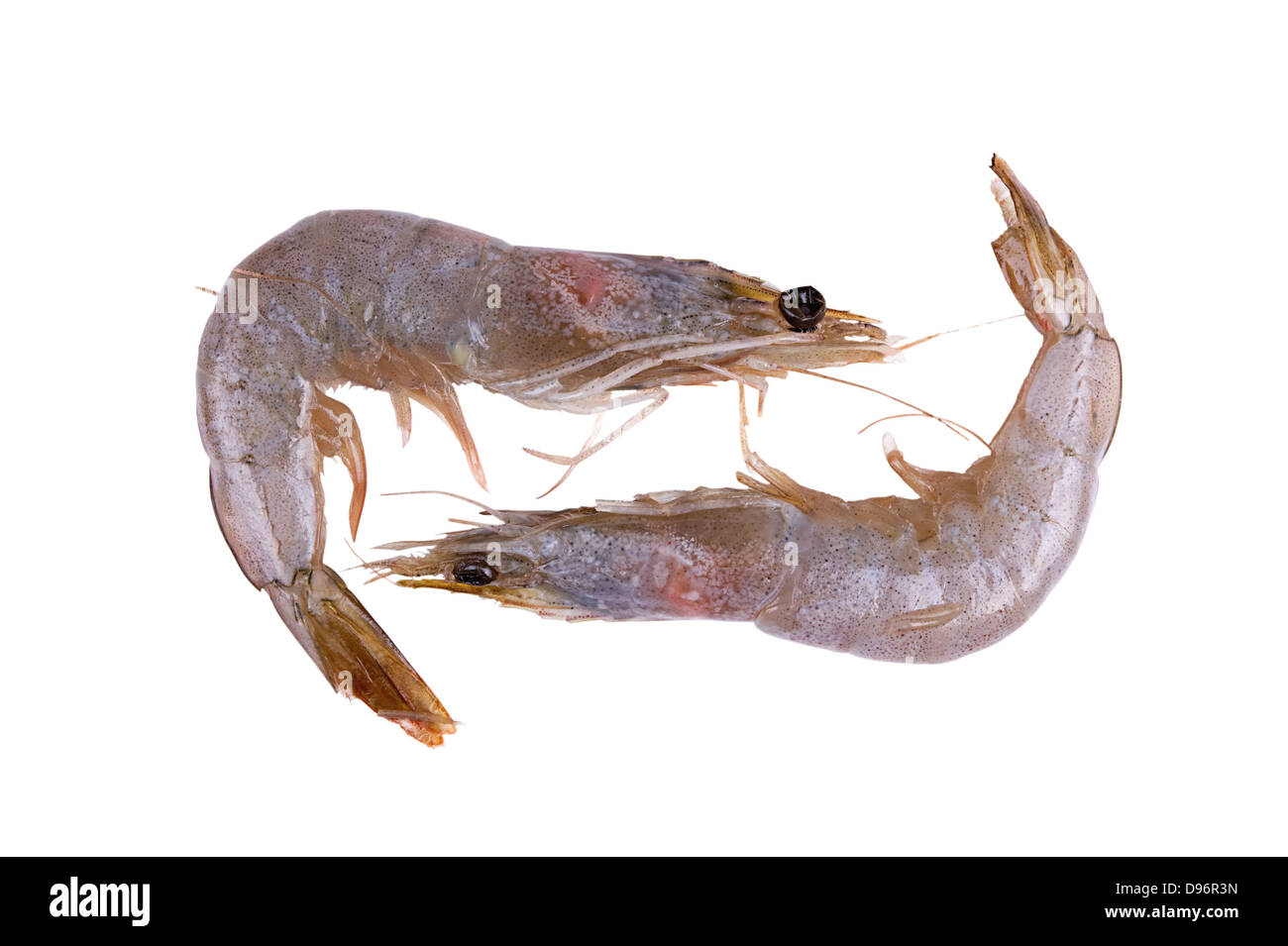 Raw prawn ingredient Cut Out Stock Images & Pictures - Alamy