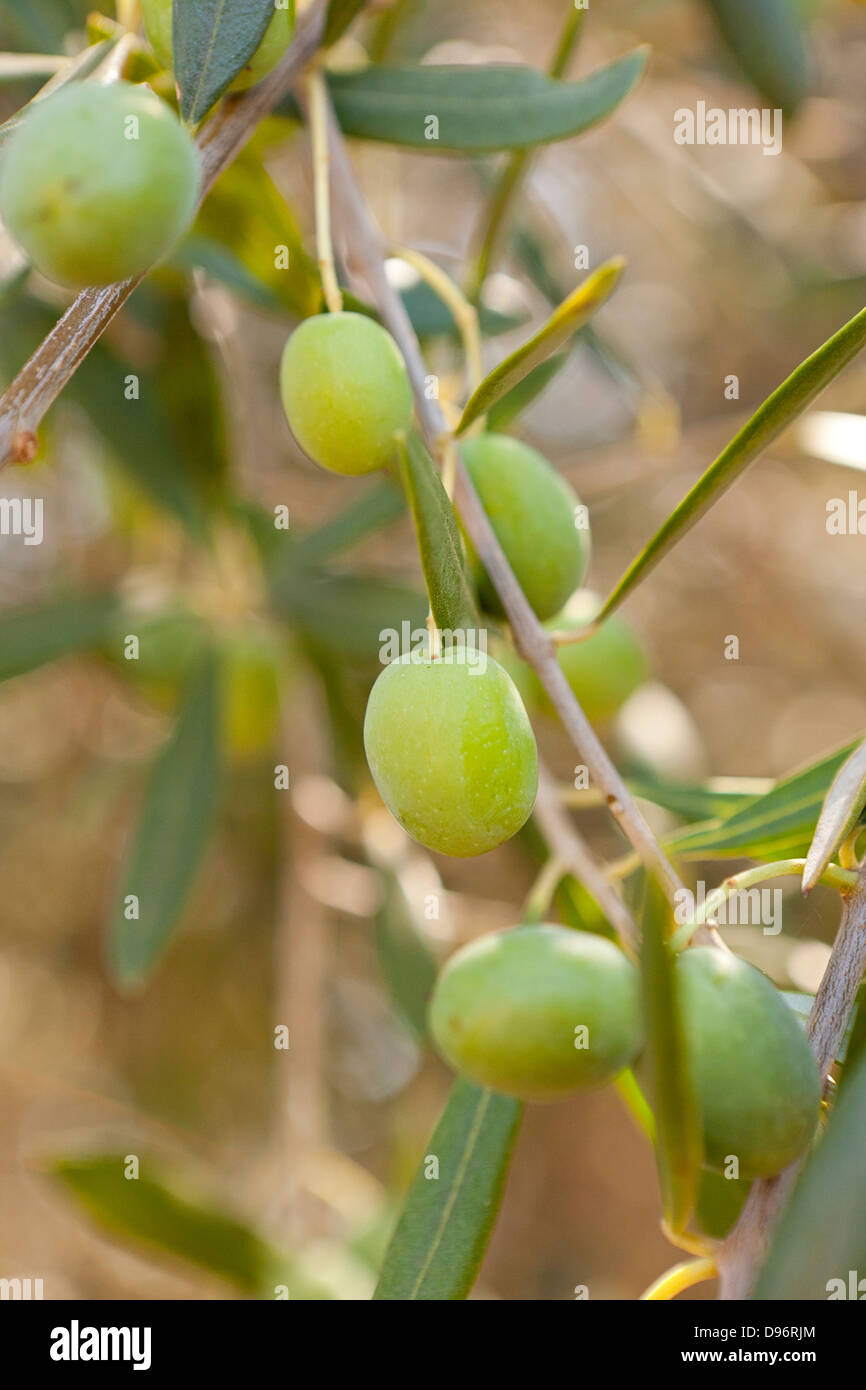 Olive branch hi-res stock photography and images - Alamy