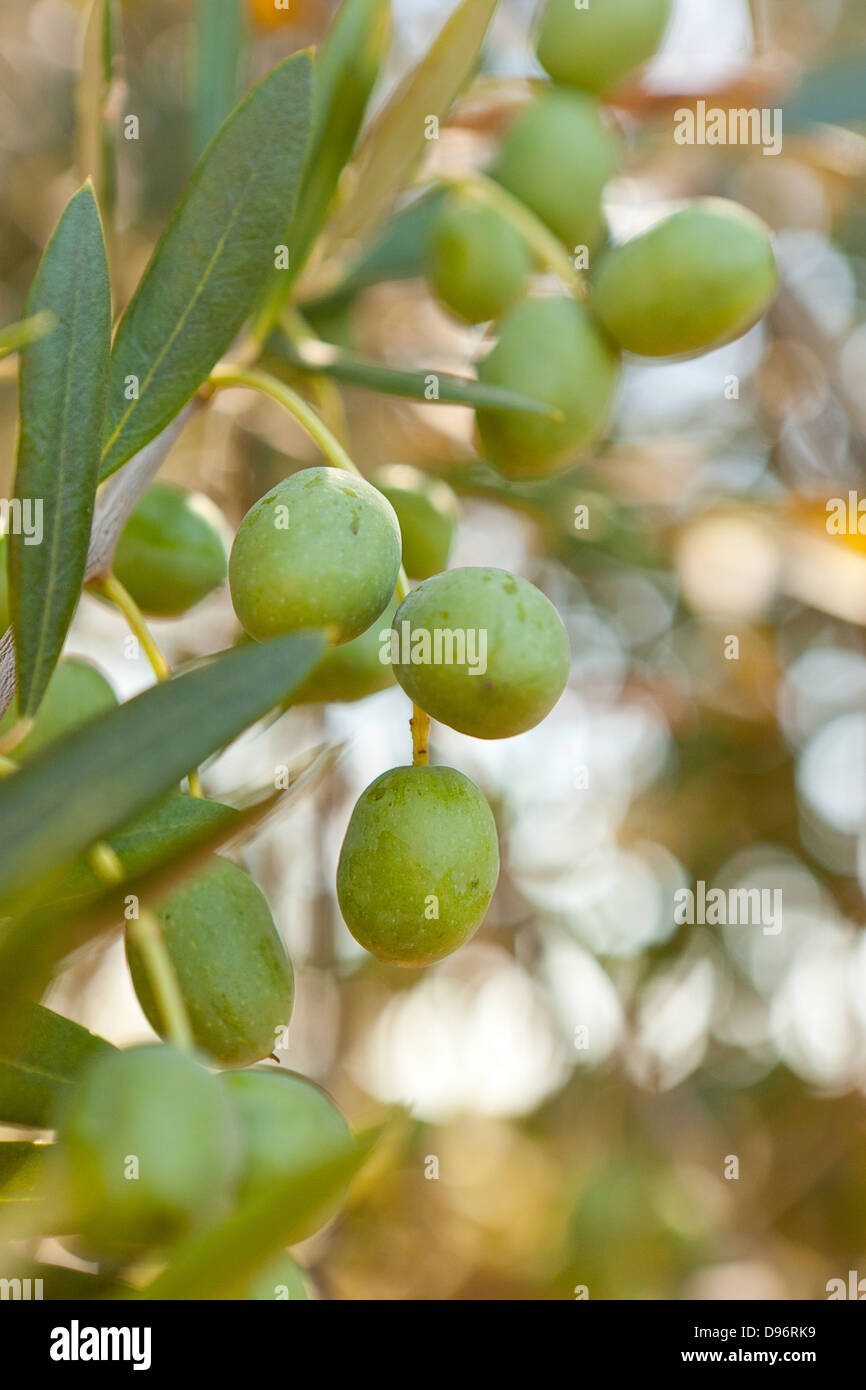 Group of Organic Green Olives on an olive tree Stock Photo - Alamy