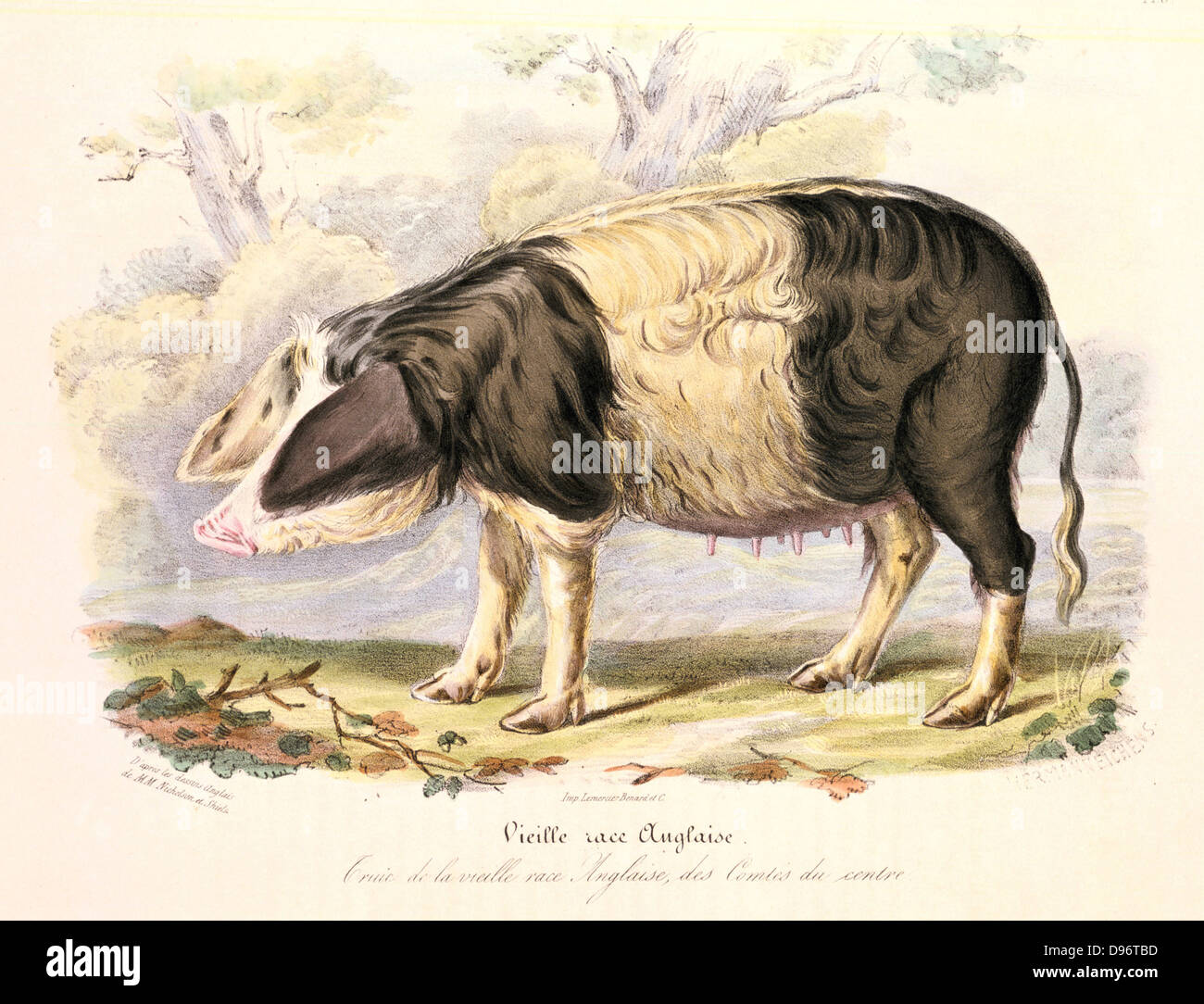Prize Pigs Breeds