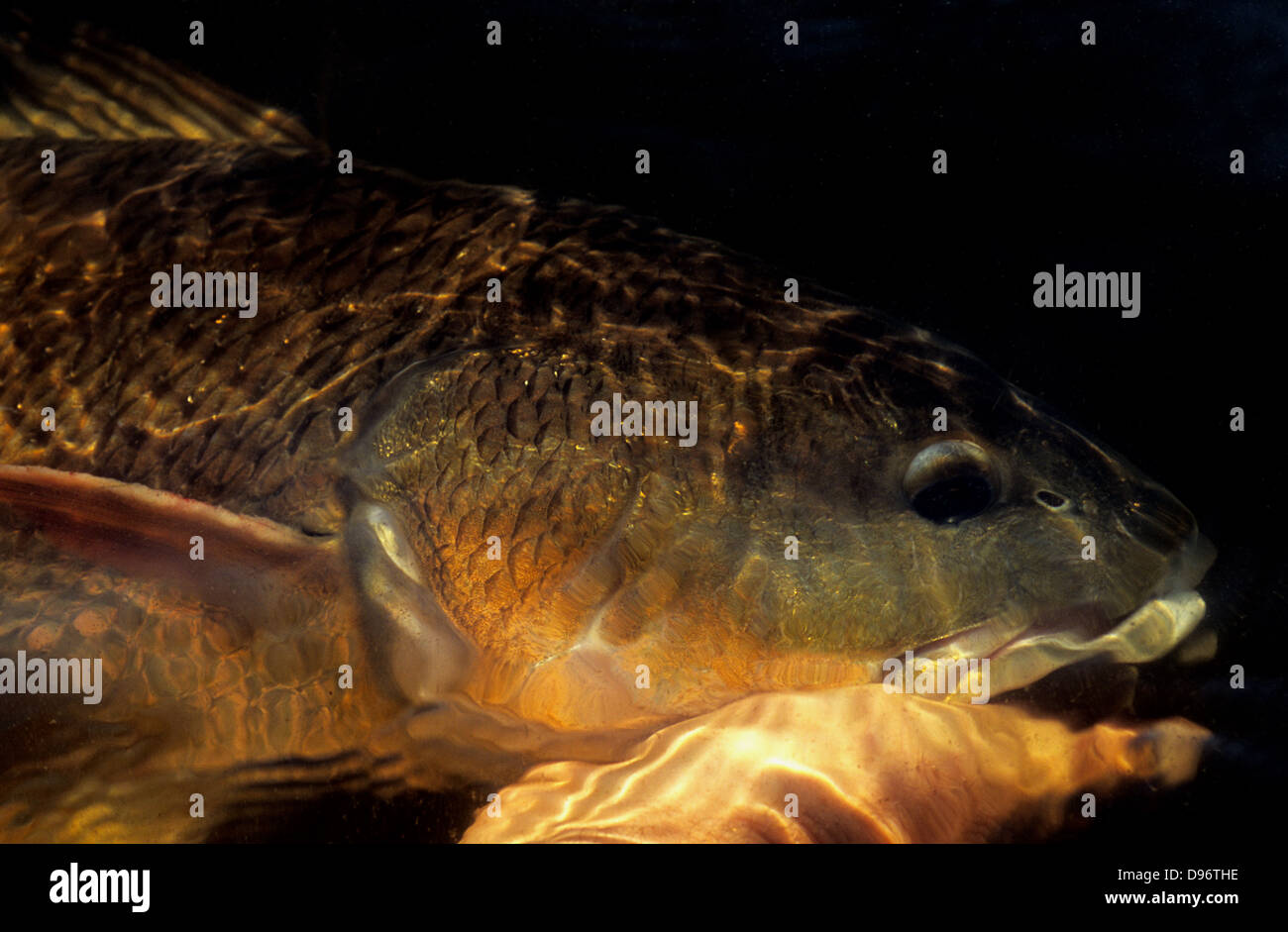 Belle grove hi-res stock photography and images - Alamy