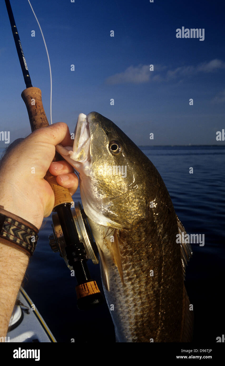 A redfish or red drum (Sciaenops ocellatus) caught while fly fishing ...