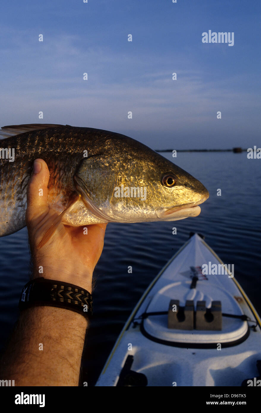 A red drum or redfish (Sciaenops ocellatus) caught while fishing from a ...