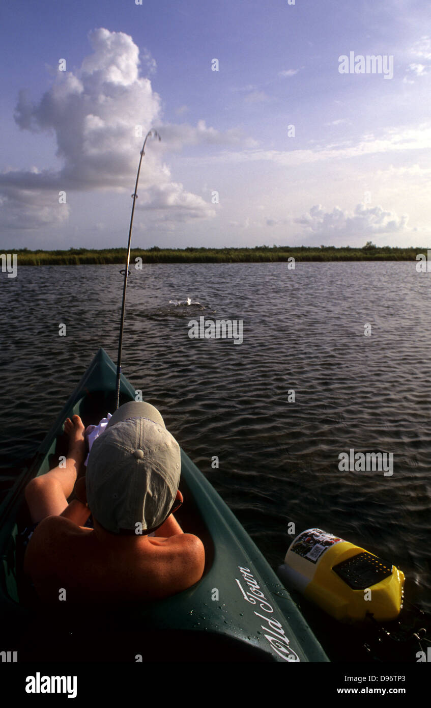 Young boy fighting a red drum or redfish (Sciaenops ocellatus) caught ...
