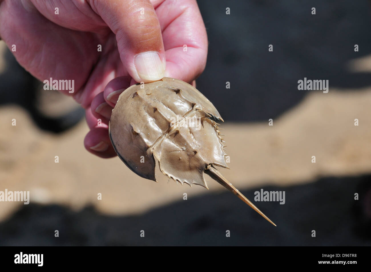 Horseshoe crab hi-res stock photography and images - Alamy