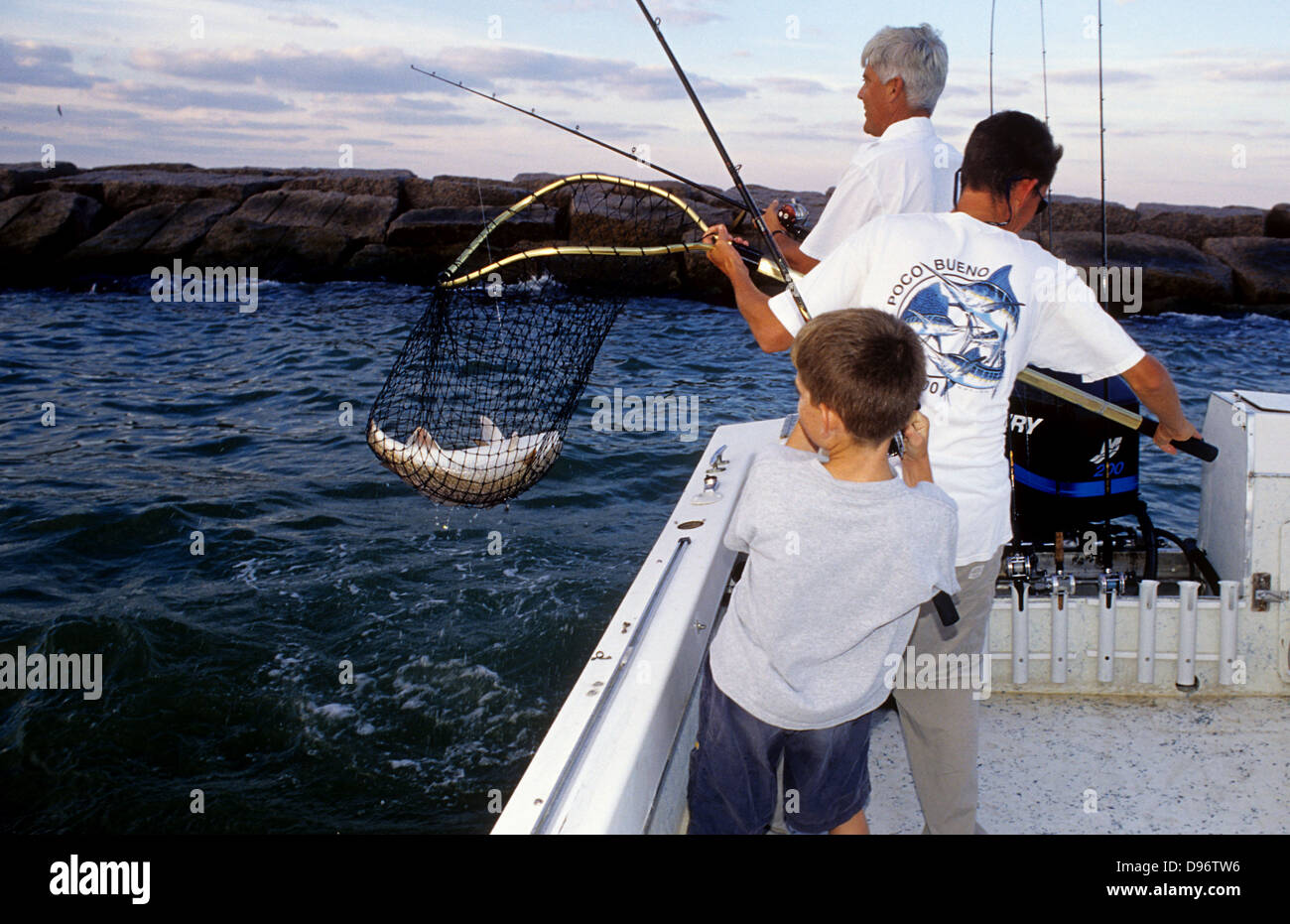 A young boy catches a redfish or red drum (Sciaenops ocellatus) near ...