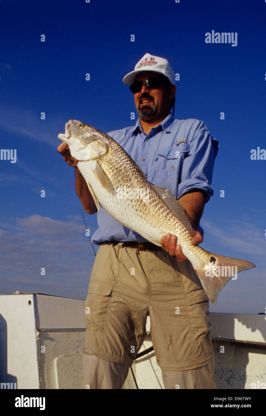 Fisherman with a large redfish or red drum (Sciaenops ocellatus) caught ...