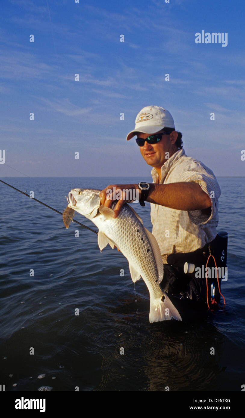 Man with a red drum or redfish (Sciaenops ocellatus) caught while ...
