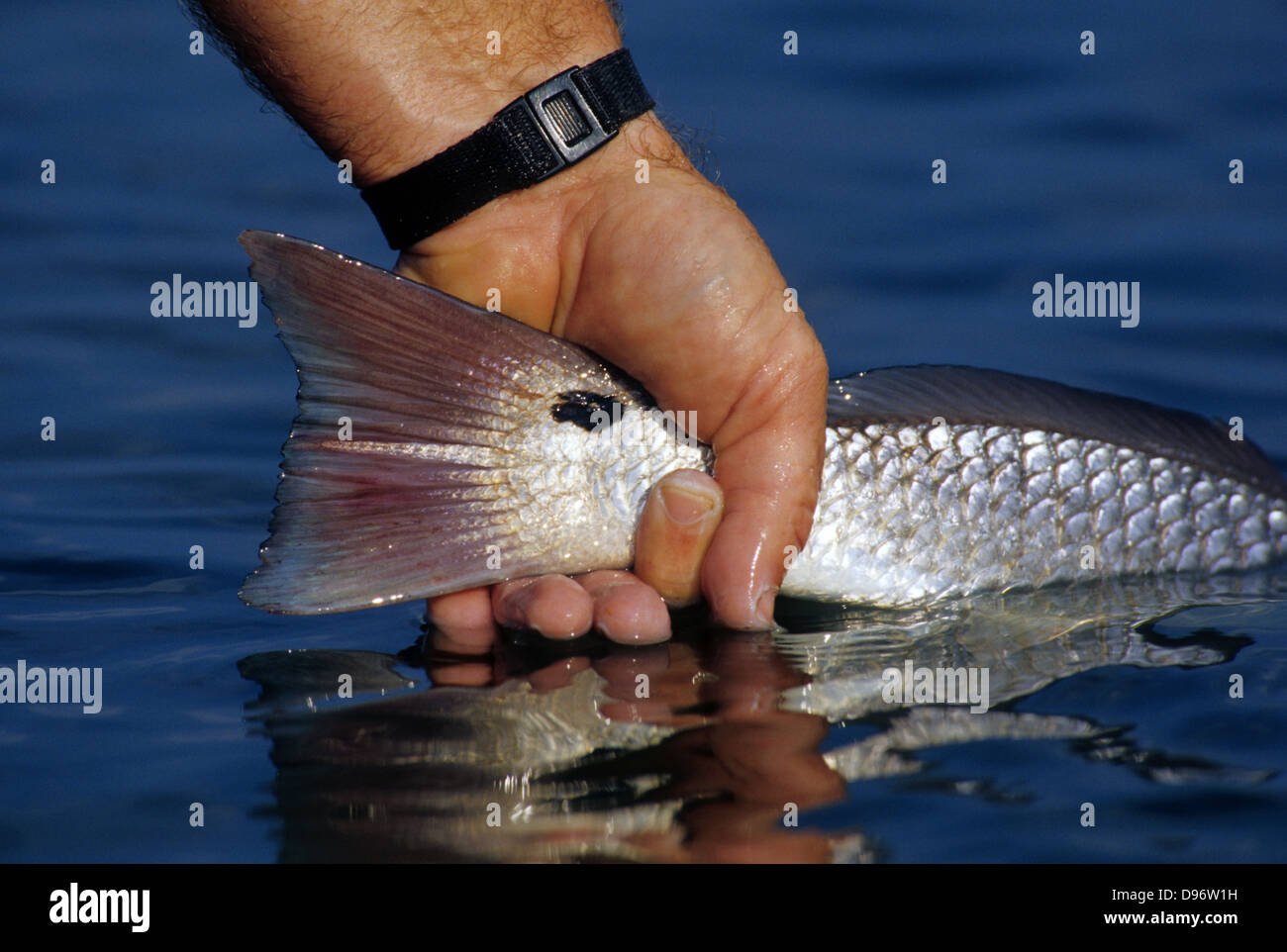 Releasing a red drum or redfish (Sciaenops ocellatus) caught while ...