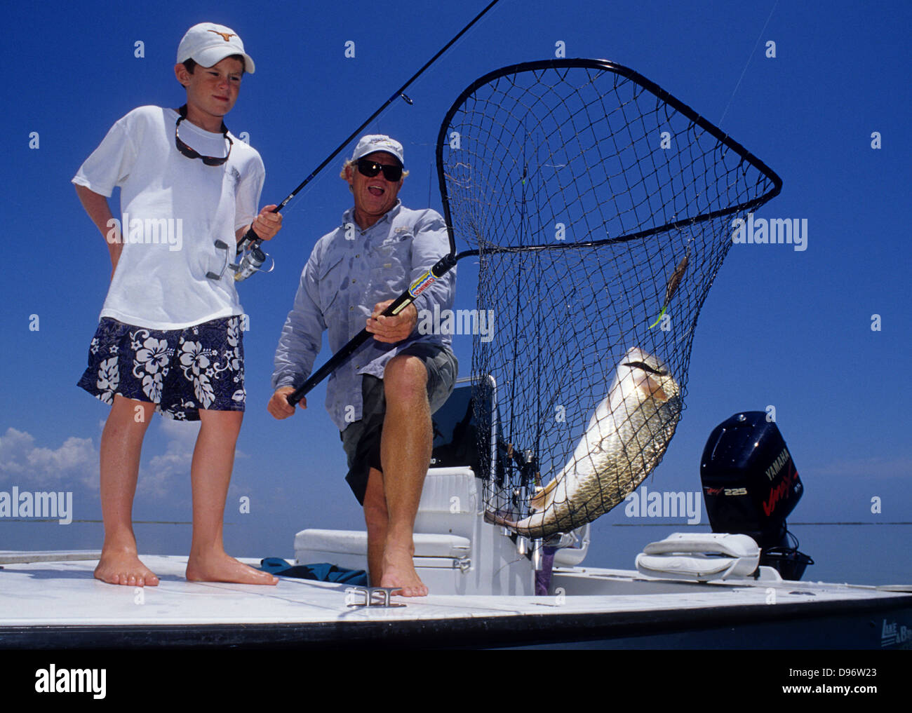 A fishing guide nets a redfish or red drum (Sciaenops ocellatus) caught ...