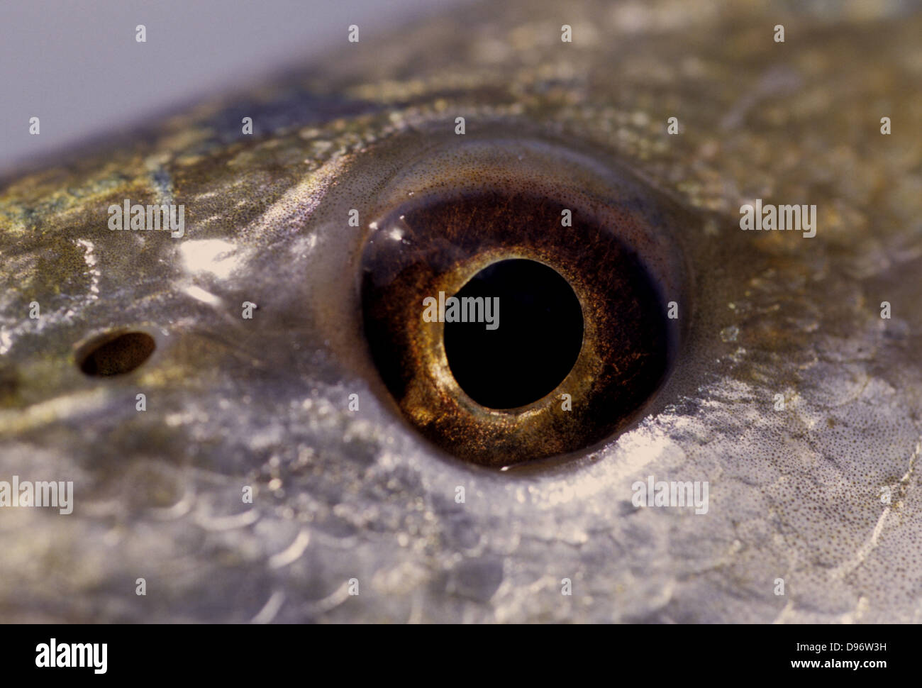 A red drum or redfish (Sciaenops ocellatus) eyeball caught while ...