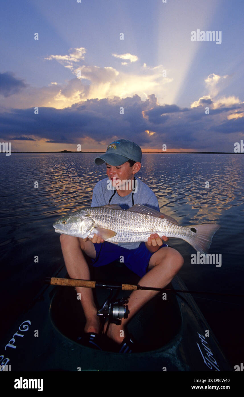 A young boy with a red drum or redfish (Sciaenops ocellatus) caught ...
