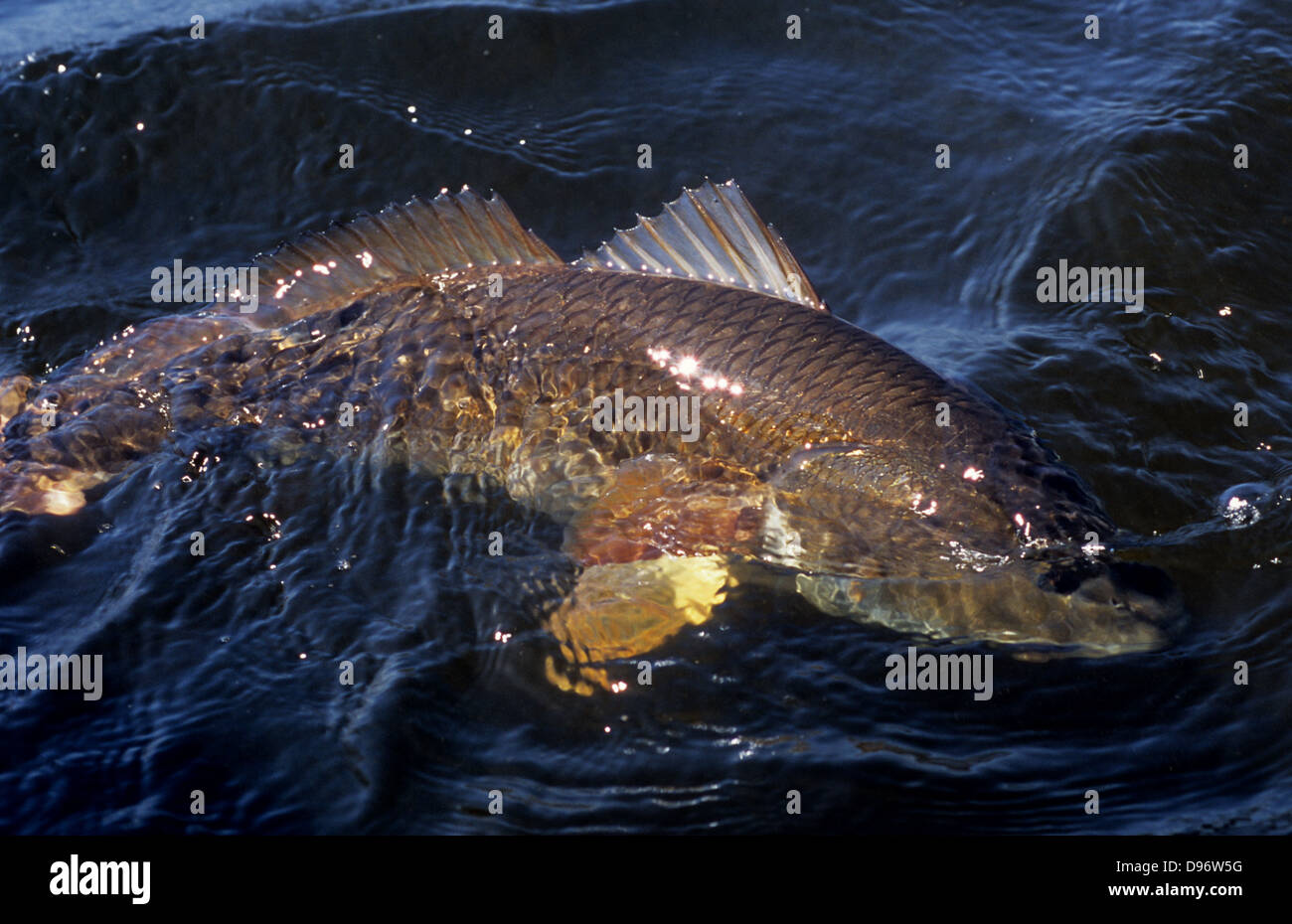 Sciaenops ocellatus hi-res stock photography and images - Alamy