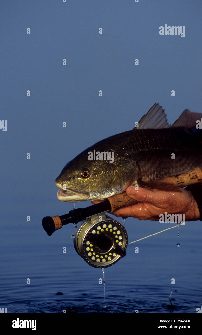 Releasing a redfish or red drum (Sciaenops ocellatus) caught while fly ...