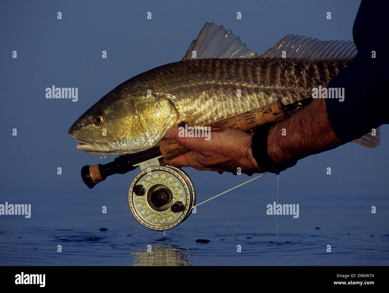 Releasing a redfish or red drum (Sciaenops ocellatus) caught while fly ...