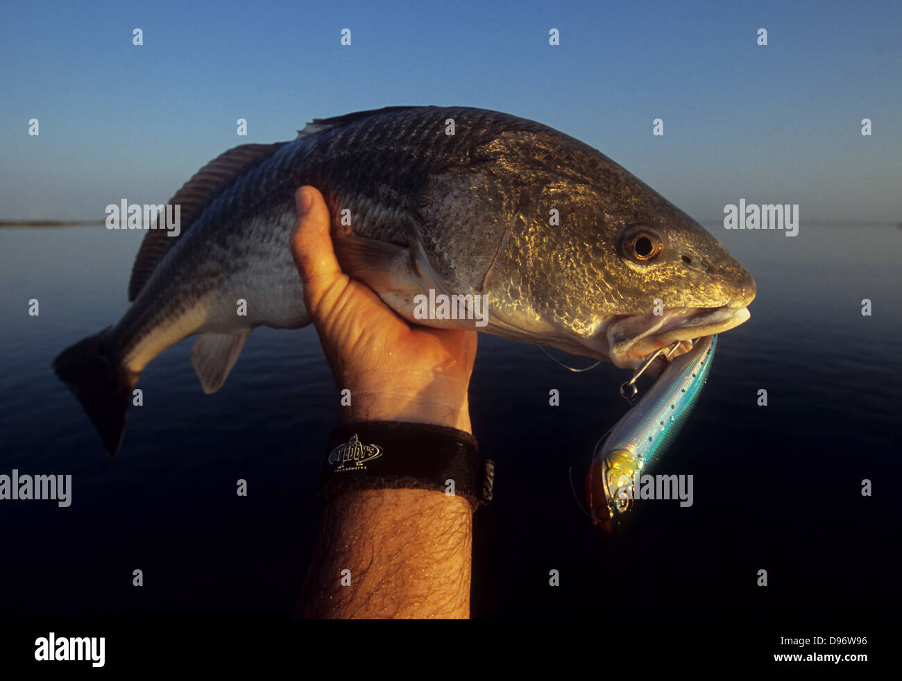 A red drum or redfish (Sciaenops ocellatus) caught while fishing near ...