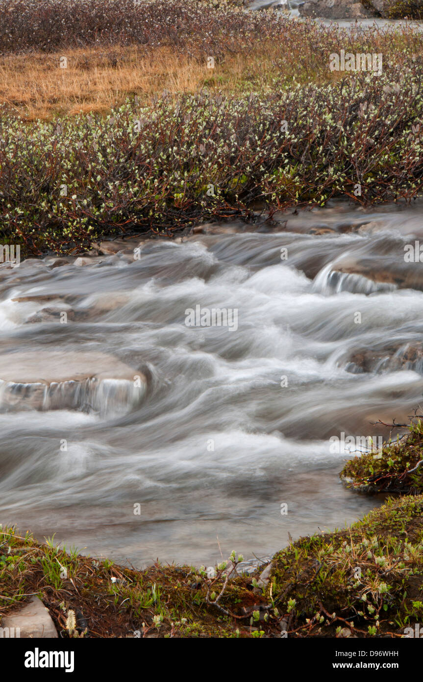 Alpine creek along Wilcox Pass Trail, Jasper National Park, Alberta ...