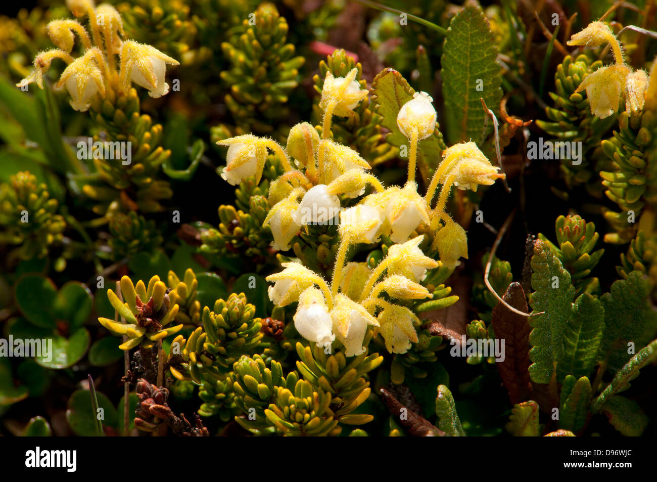Yellow heather along Wilcox Pass Trail, Jasper National Park, Alberta ...