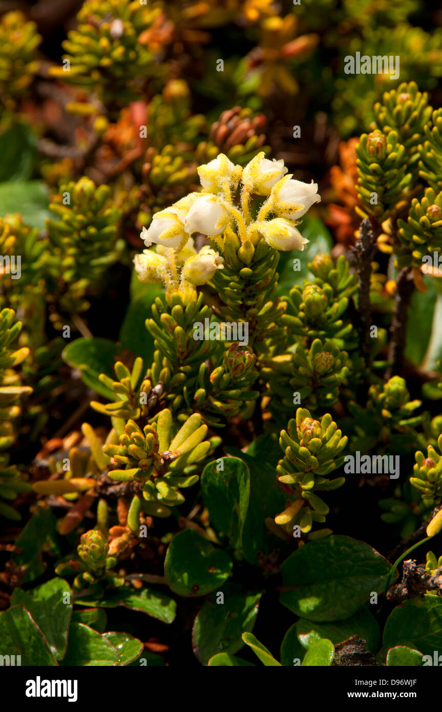 Alpine Heather High Resolution Stock Photography and Images - Alamy