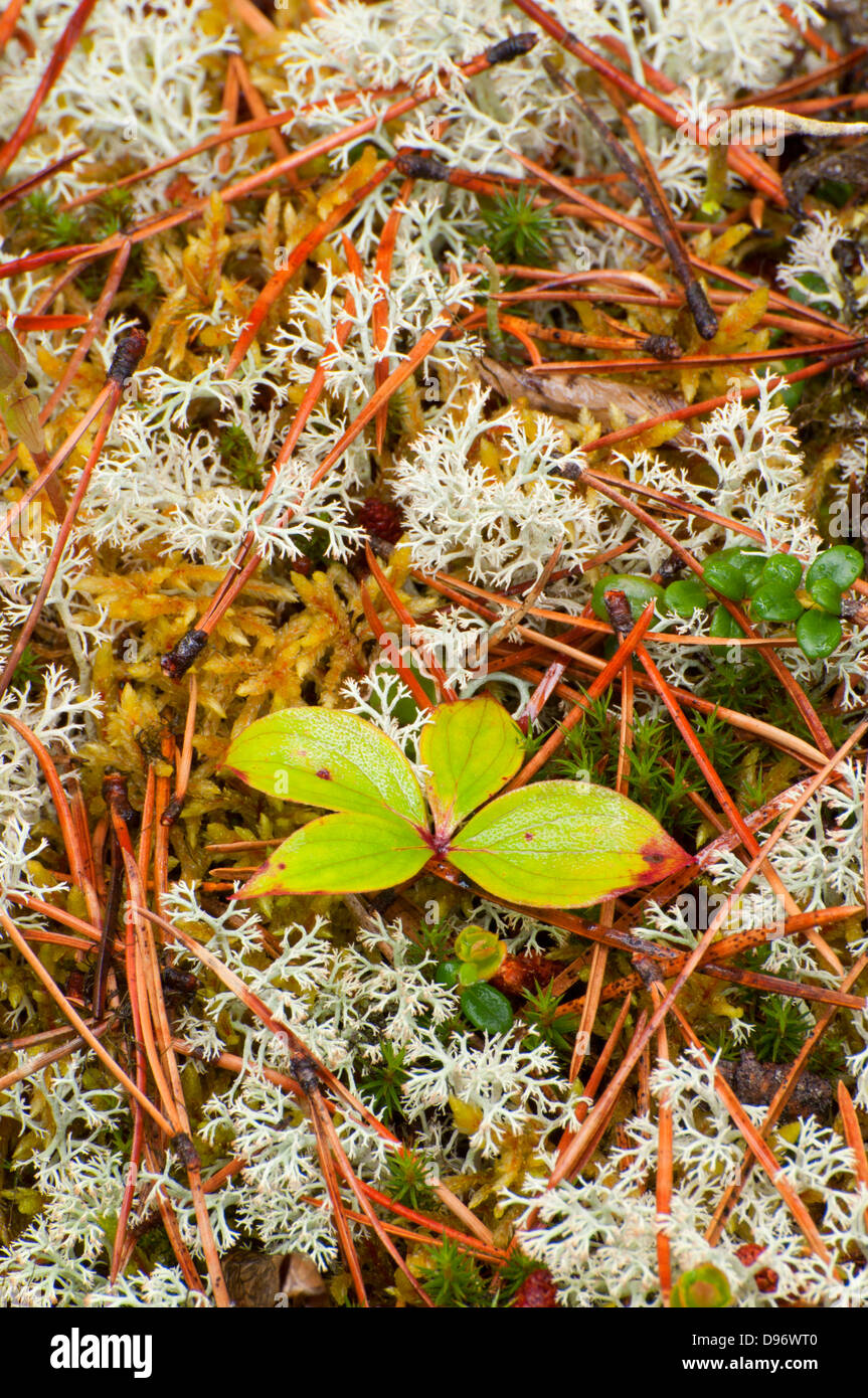 Lichen and moss along Maligne Lake Shoreline Trail, Jasper National ...
