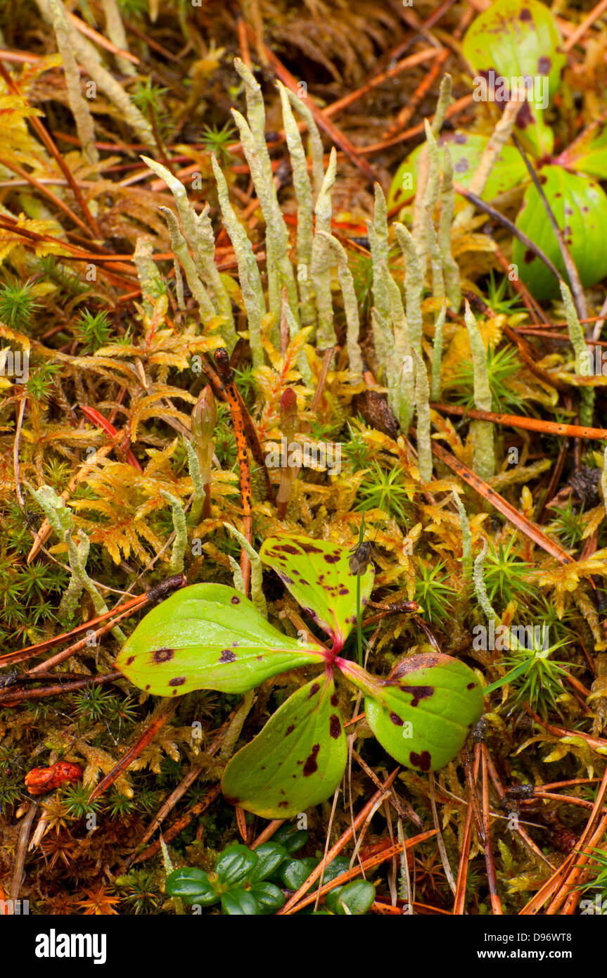 Lichen and moss along Maligne Lake Shoreline Trail, Jasper National ...