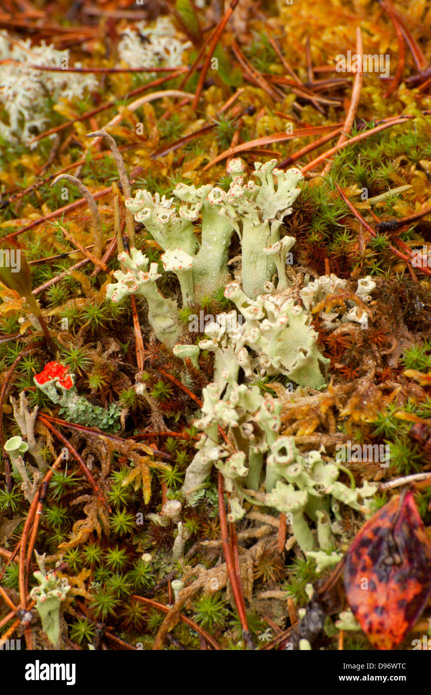 Lichen and moss along Maligne Lake Shoreline Trail, Jasper National ...