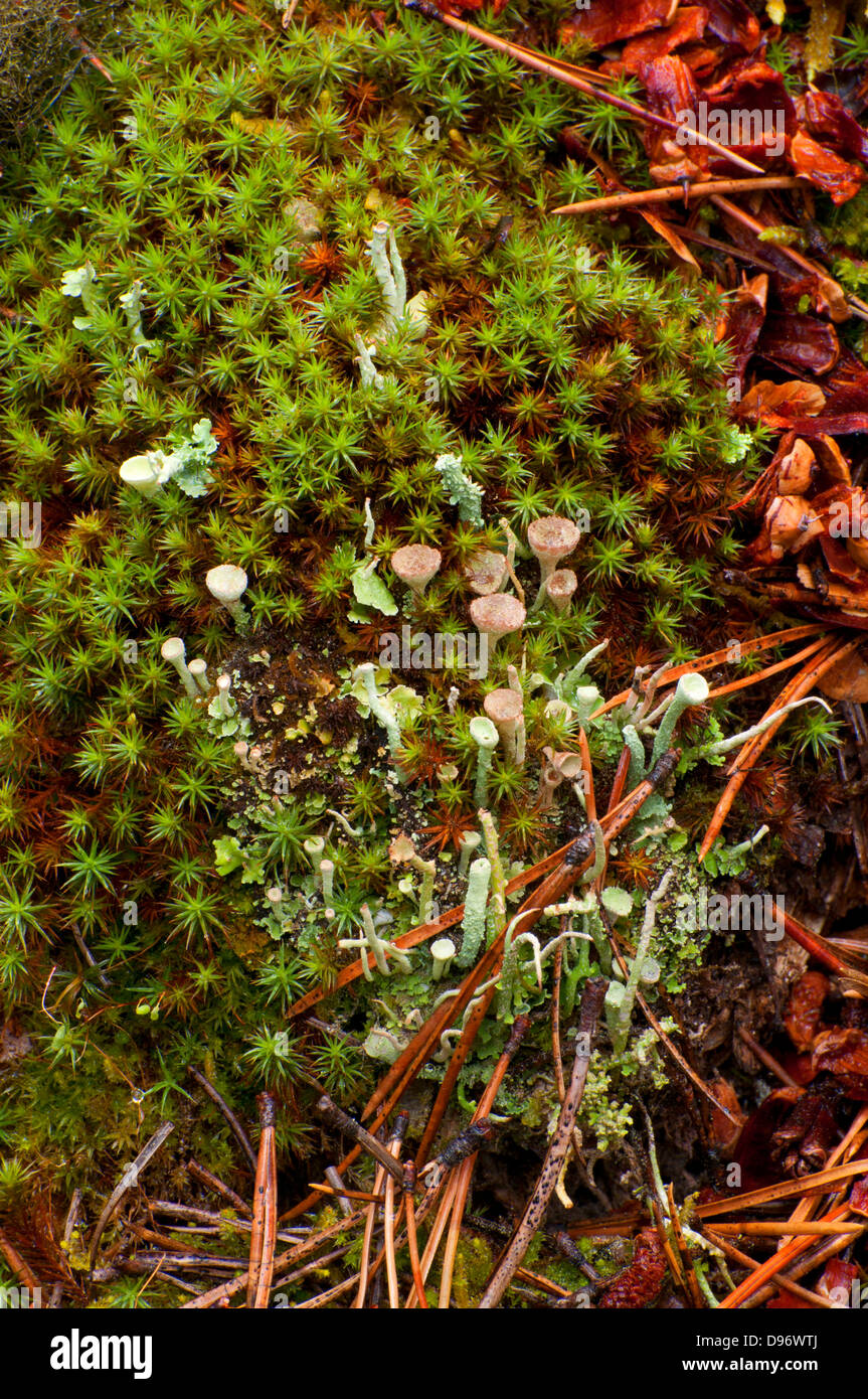 Lichen and moss along Maligne Lake Shoreline Trail, Jasper National ...