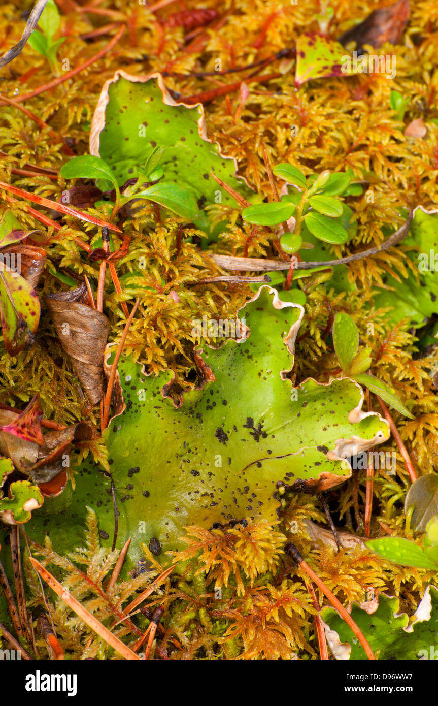 Lichen and moss along Maligne Lake Shoreline Trail, Jasper National ...