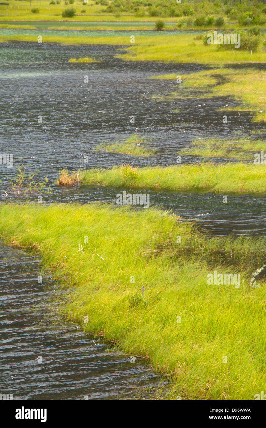 Marsh along Celestine Lake Road, Jasper National Park, Alberta, Canada ...
