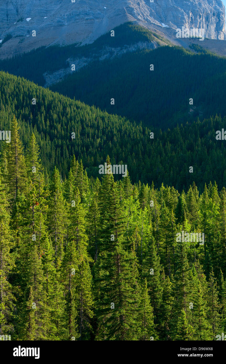 Forest slope, Jasper National Park, Alberta, Canada Stock Photo - Alamy