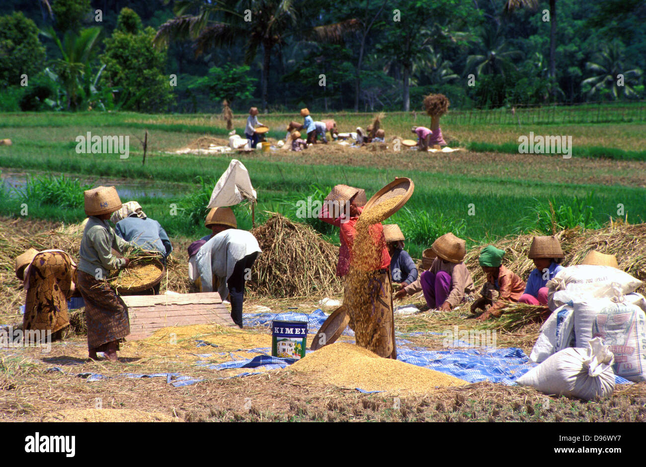 rice threshing, bali, indonesia Stock Photo - Alamy